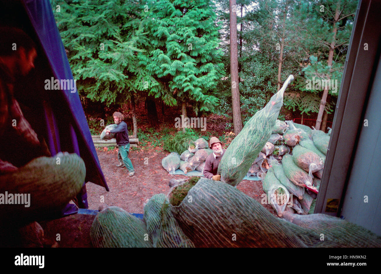 Christmas tree buying at Wilderness Wood in East Sussex, with owner ...
