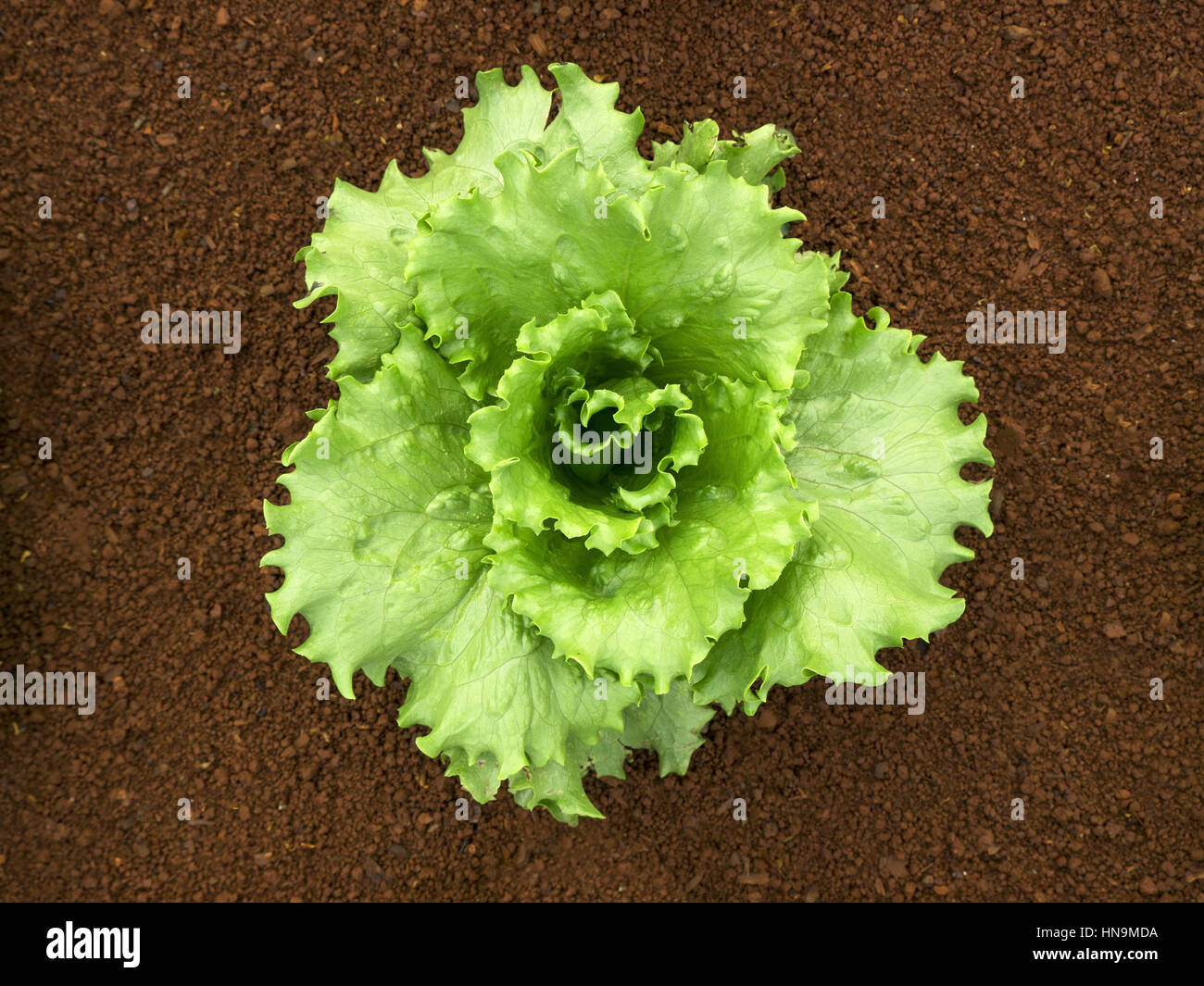 Lettuce agriculture hi-res stock photography and images - Alamy