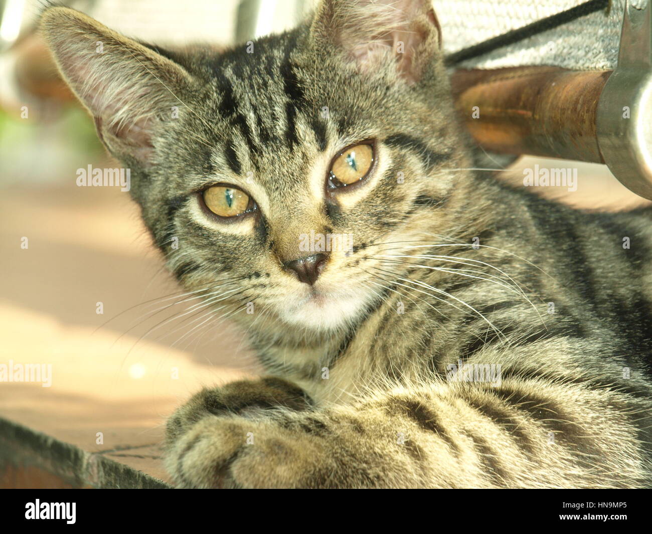 Cat looking at camera Stock Photo - Alamy