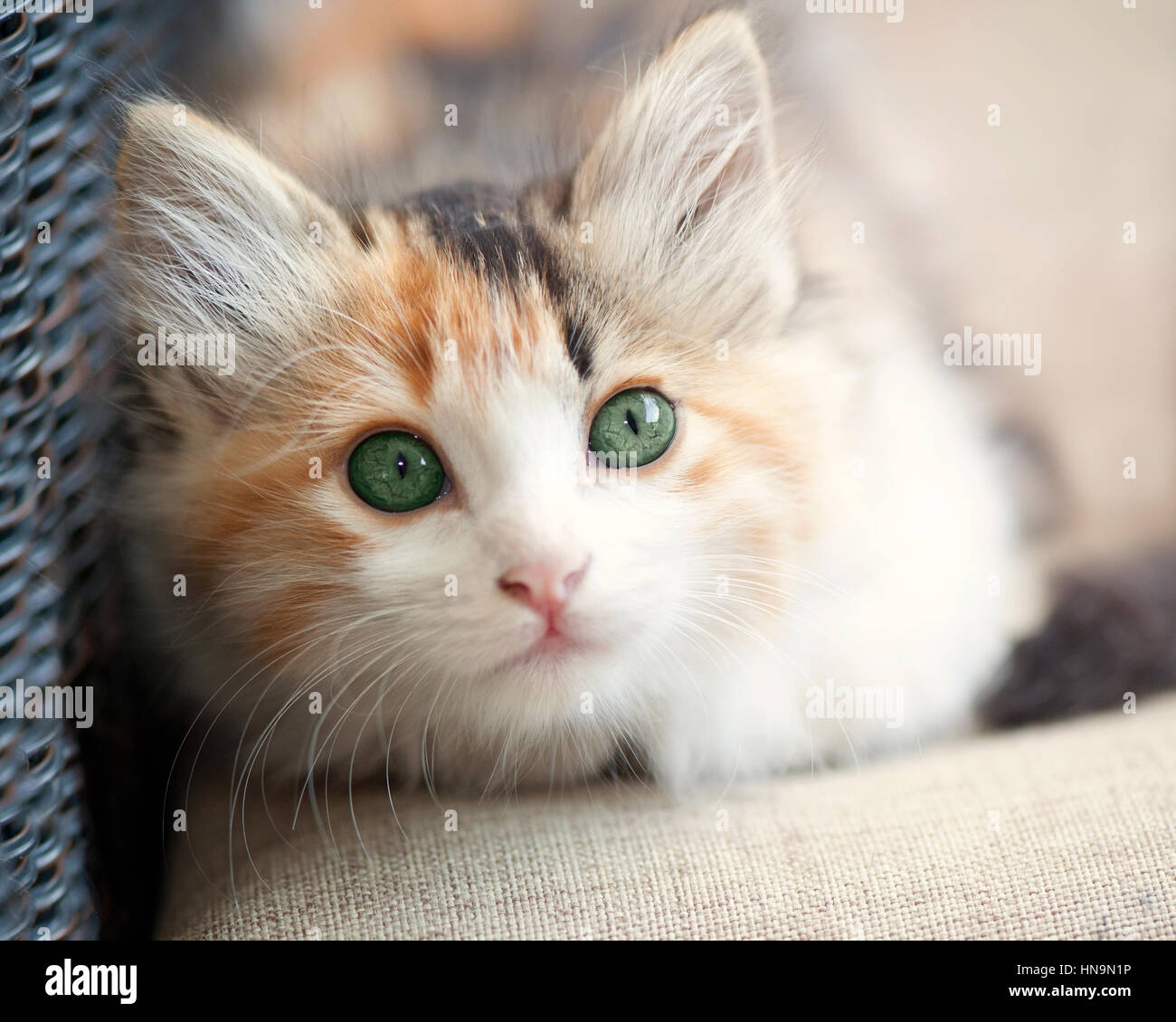 Portrait of kitten Stock Photo - Alamy