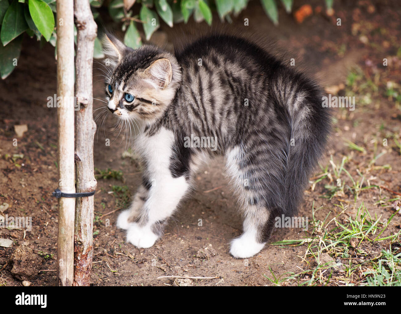Pictures Kitten High Resolution Stock Photography and Images - Alamy