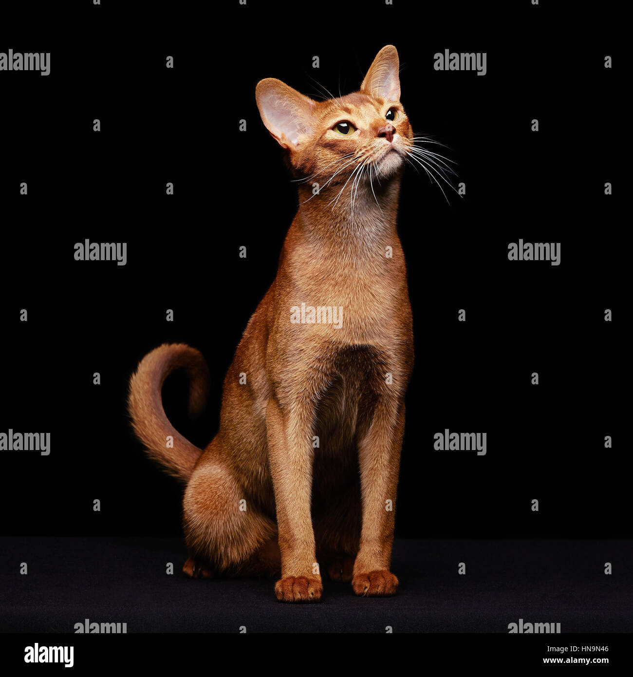 Abyssinian cat fur hi-res stock photography and images - Alamy