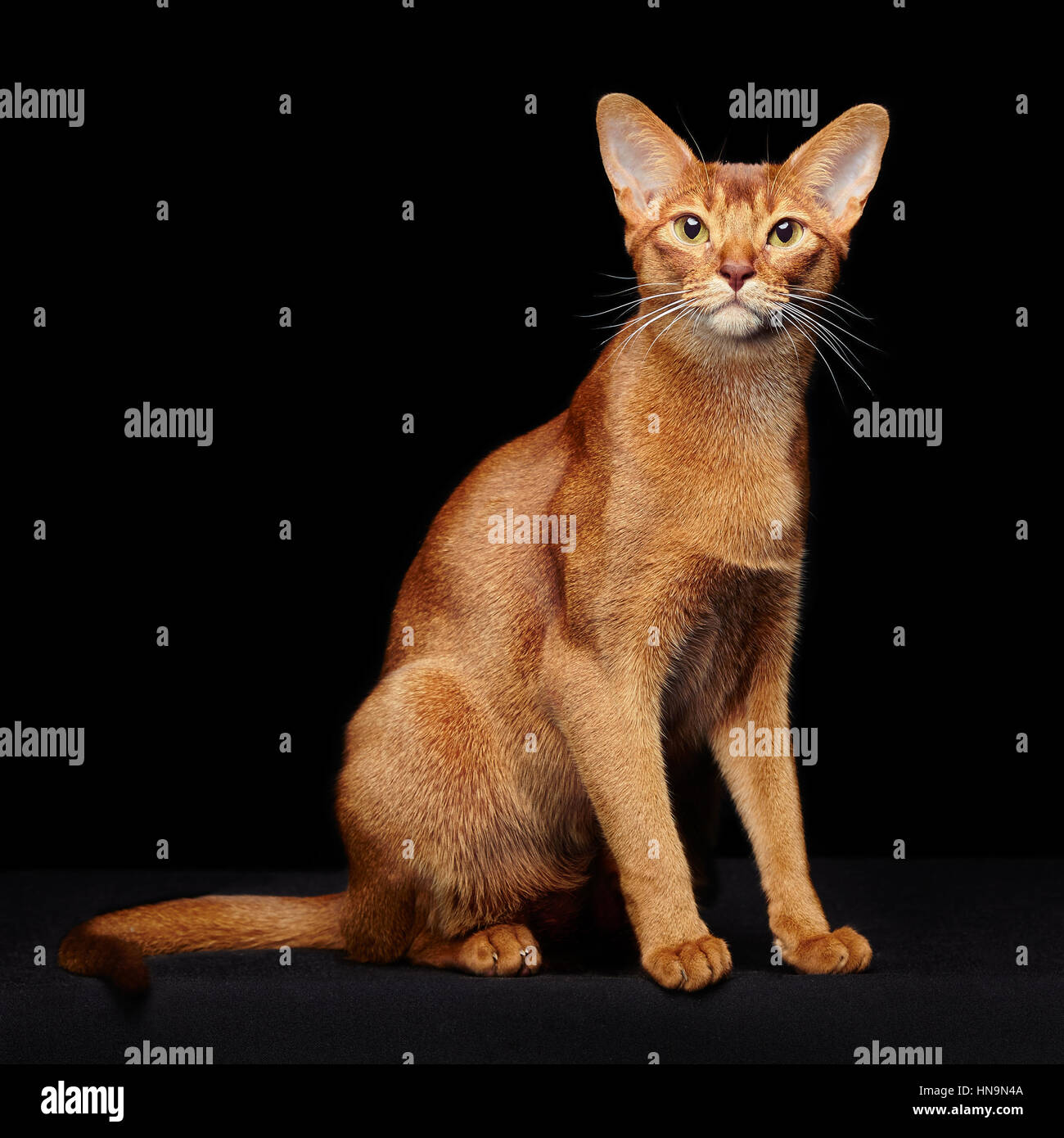 Portrait of beautiful young abyssinian cat. Close up of red cat ...