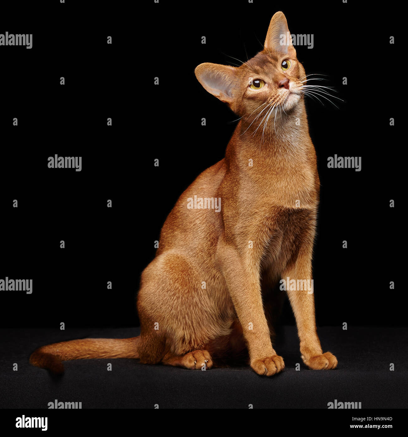 Abyssinian cat fur hi-res stock photography and images - Alamy