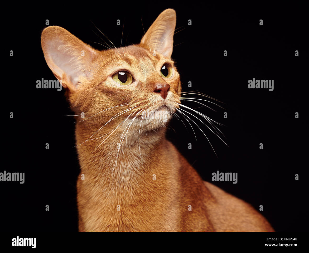 Portrait of beautiful young abyssinian cat. Close up of red cat ...