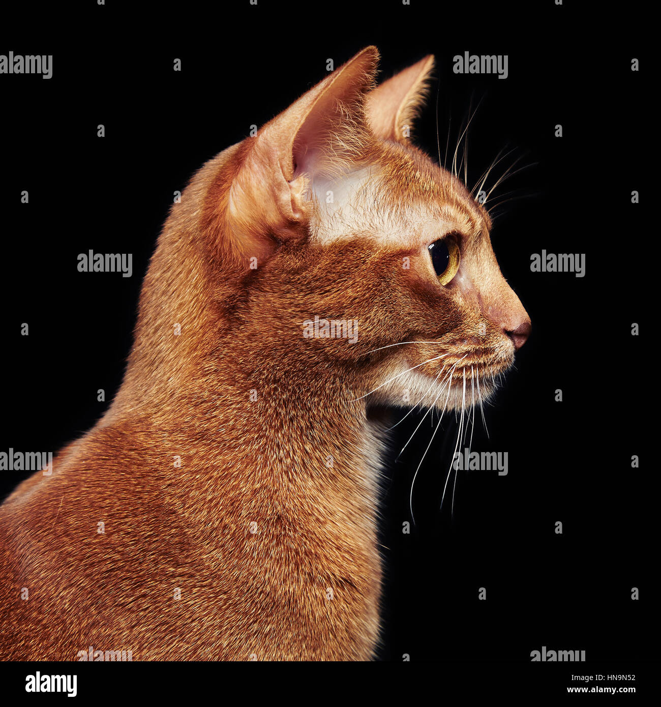 Portrait of beautiful young abyssinian cat. Close up of red cat ...