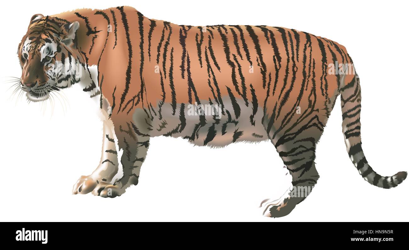 Standing siberian tiger Stock Vector Images - Alamy