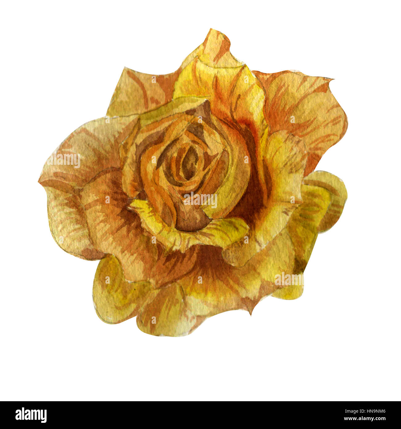 Wildflower rose flower in a watercolor style isolated Stock Photo - Alamy