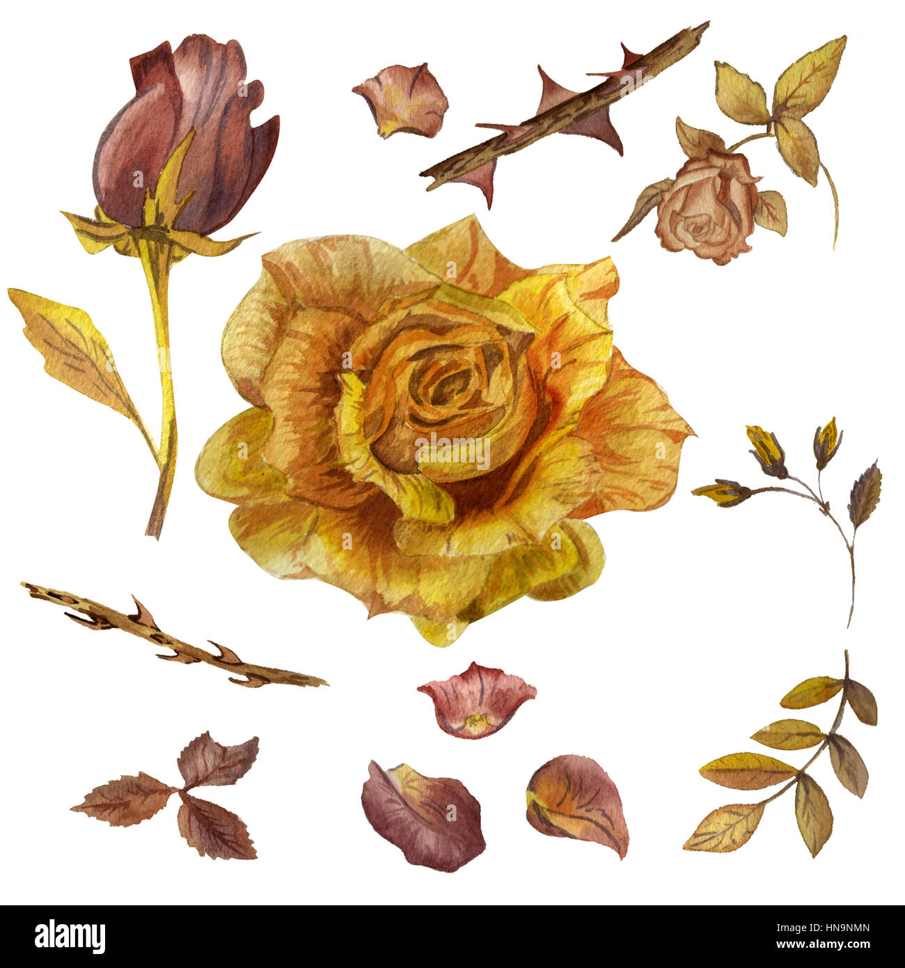 Wildflower rose flower in a watercolor style isolated Stock Photo - Alamy