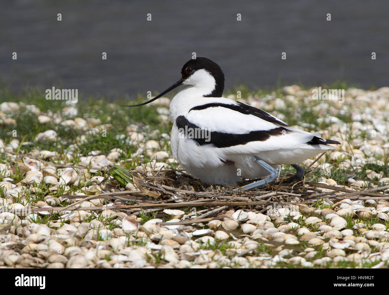 Common wadding bird hi-res stock photography and images - Alamy