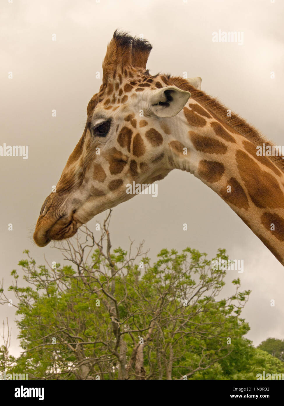 Headshot giraffe hi-res stock photography and images - Alamy
