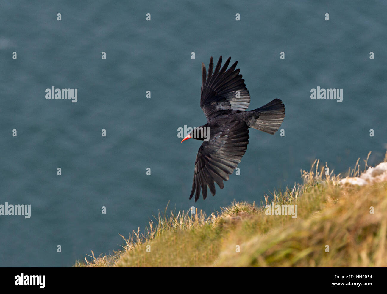 chough in flight Stock Photo - Alamy