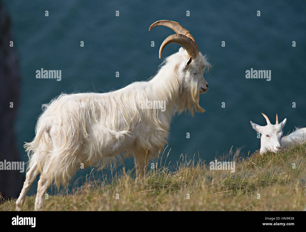 Goats alpha male hi-res stock photography and images - Alamy