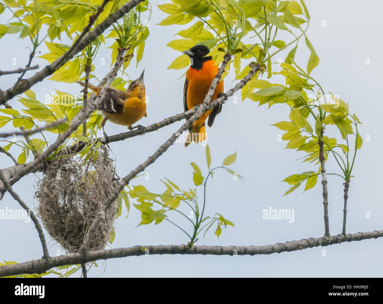 Baltimore orioles hi-res stock photography and images - Alamy
