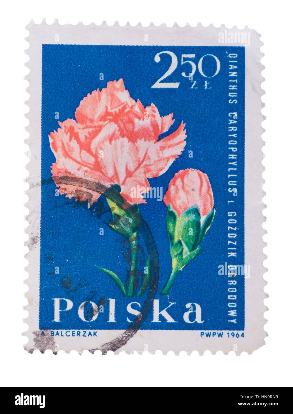 Standard carnation hi-res stock photography and images - Alamy