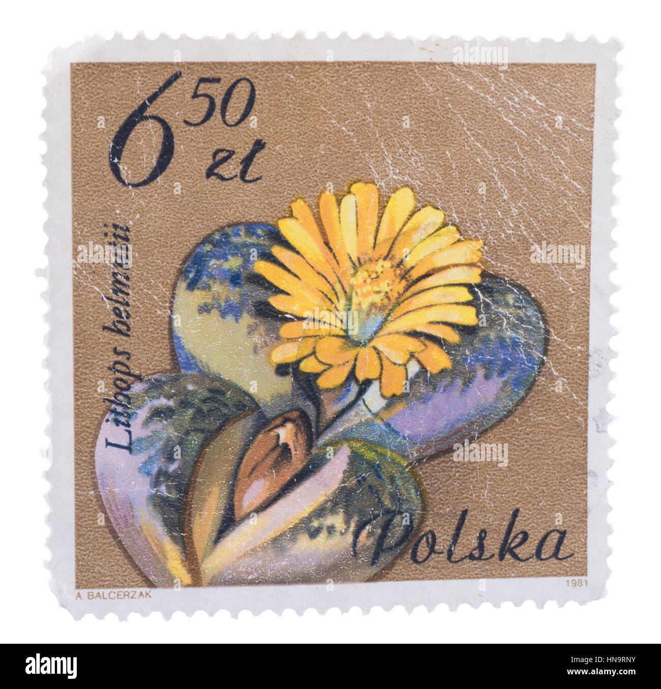 POLAND - CIRCA 1981: A Stamp shows image of Lithops with the d Stock ...