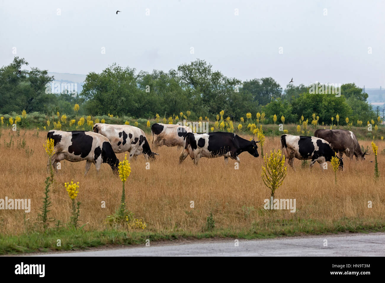 Cow in the meadow in the mist on the grass covered with dew Stock Photo ...