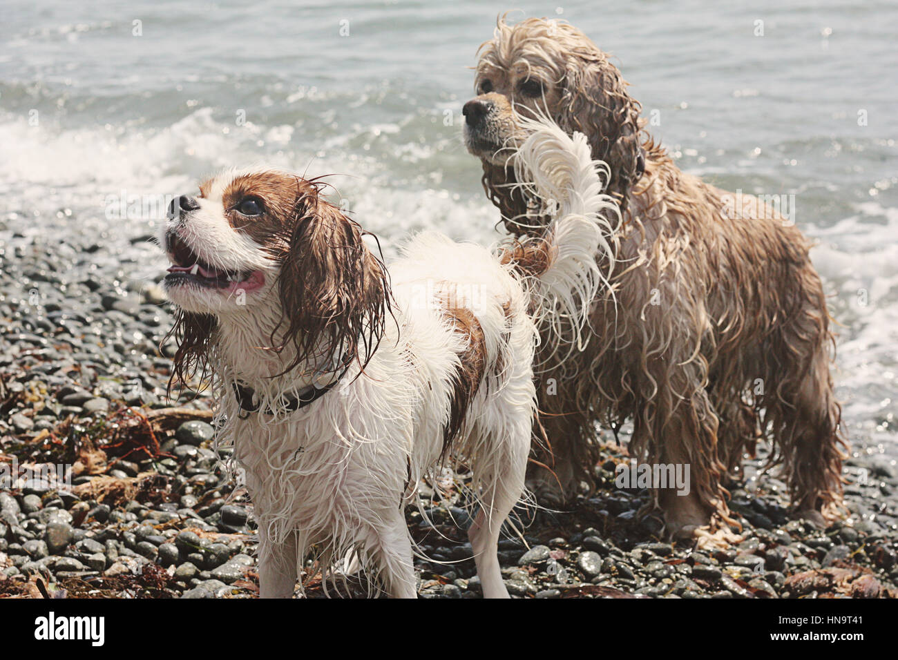 Dogs Playing on the shore of the Mediterranean Stock Photo - Alamy