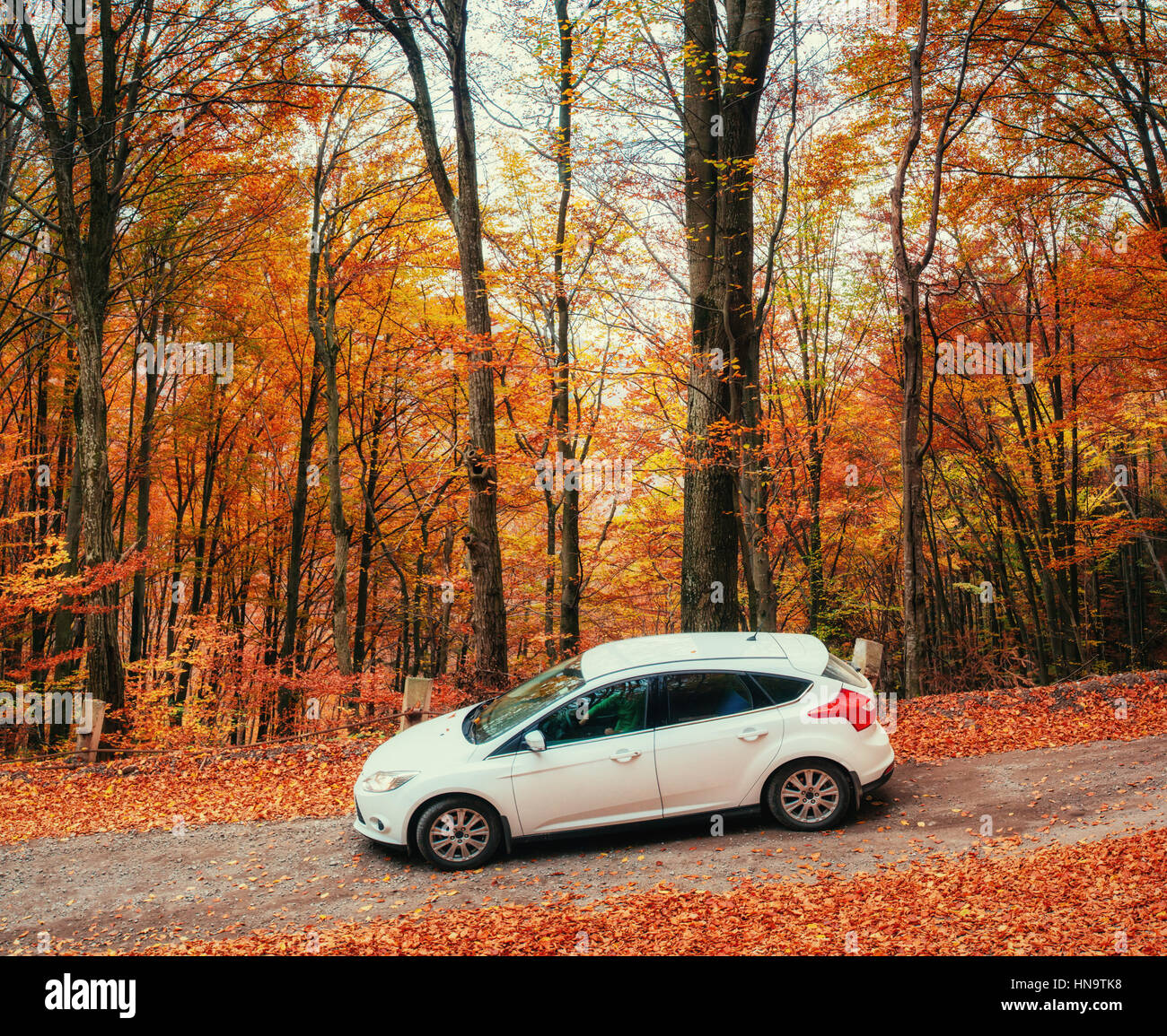 car on a forest path Stock Photo - Alamy