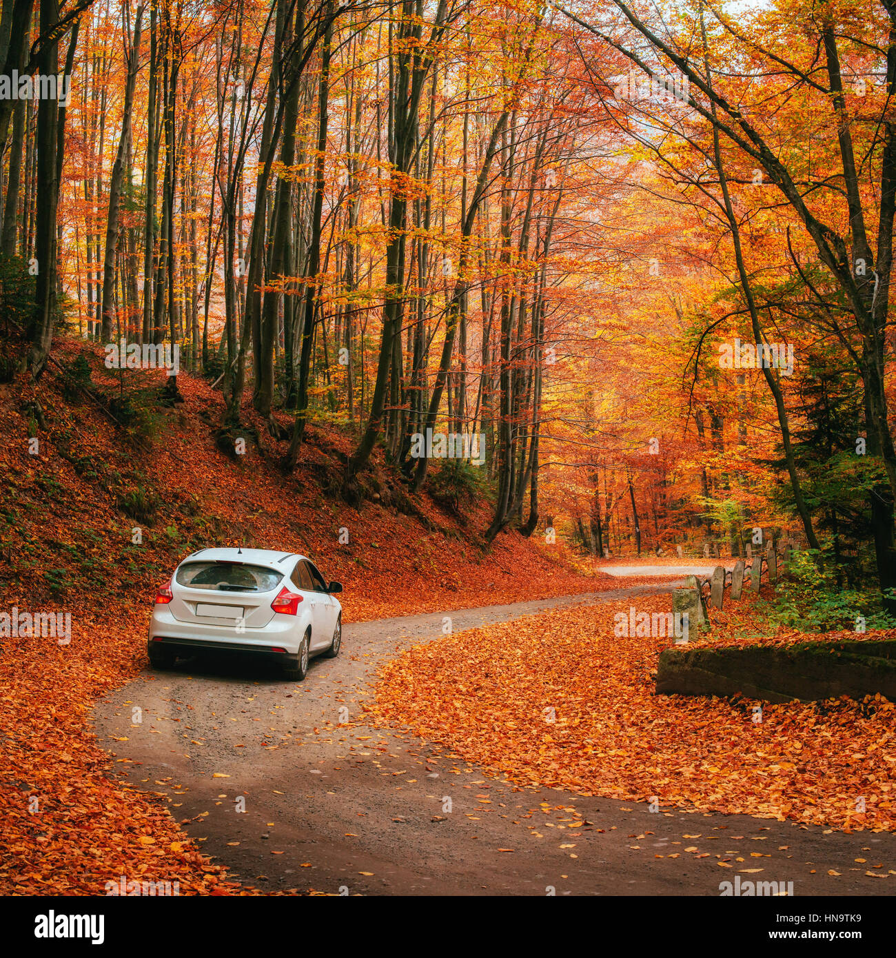 car on a forest path Stock Photo - Alamy