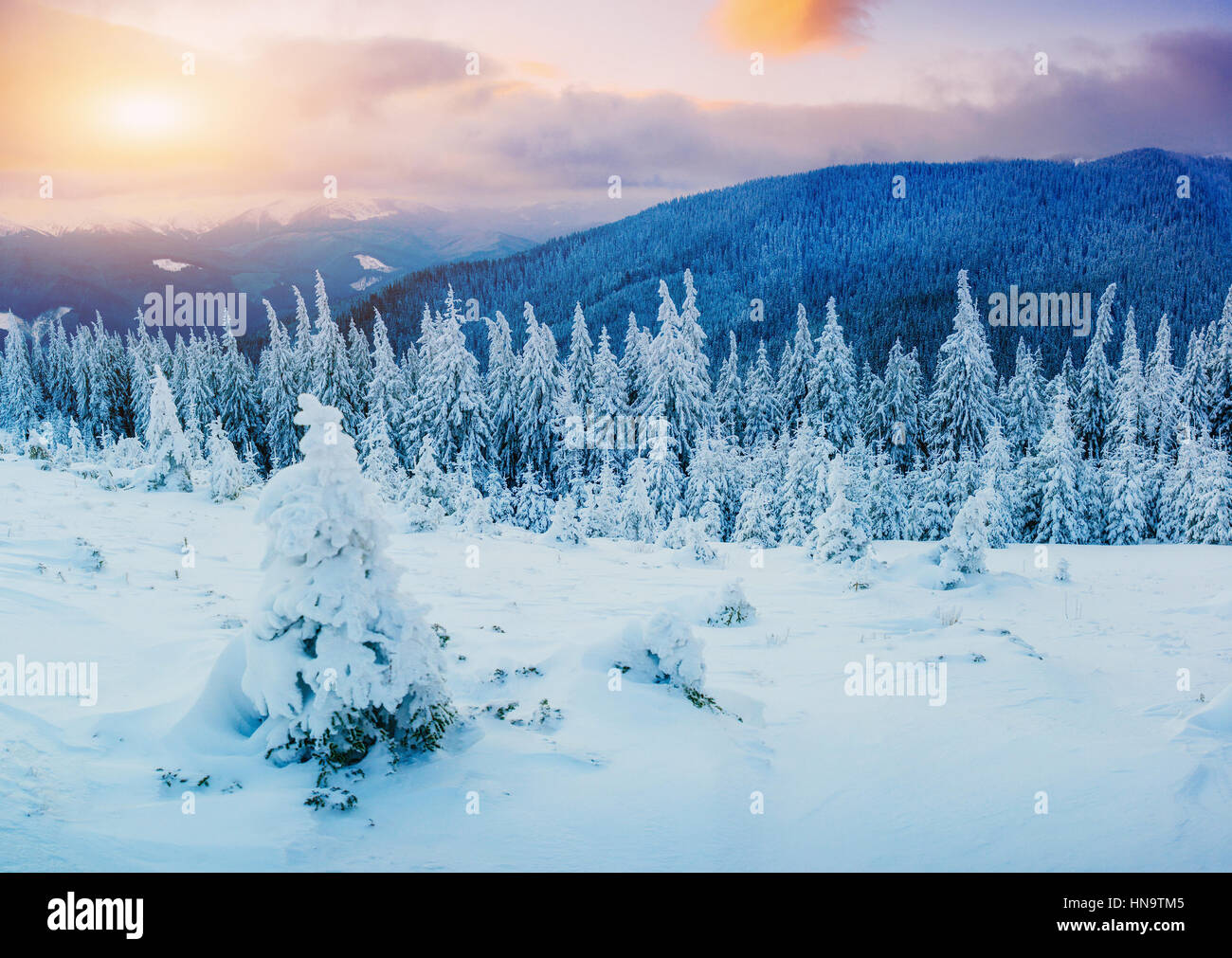 magical winter snow covered tree Stock Photo - Alamy