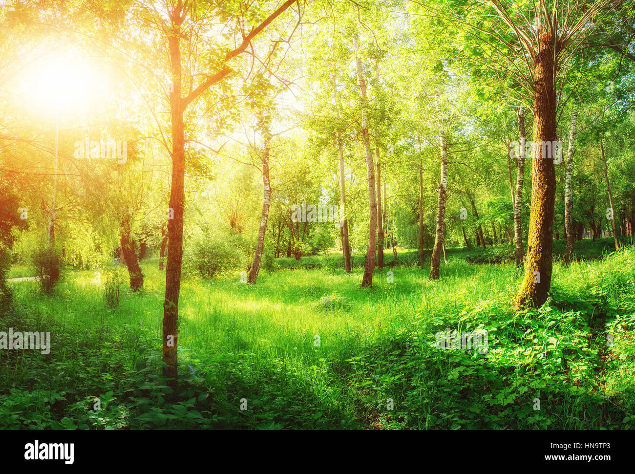 trail in the woods. Ukraine Europe Stock Photo - Alamy