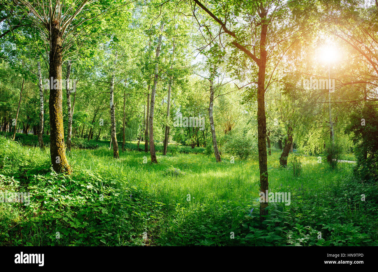 trail in the woods. Ukraine Europe Stock Photo - Alamy