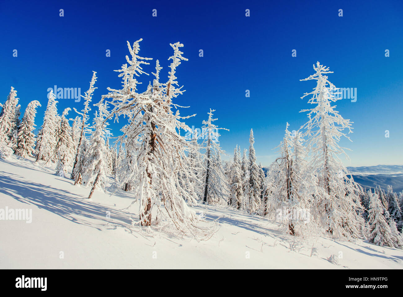 magical winter snow covered tree Stock Photo - Alamy