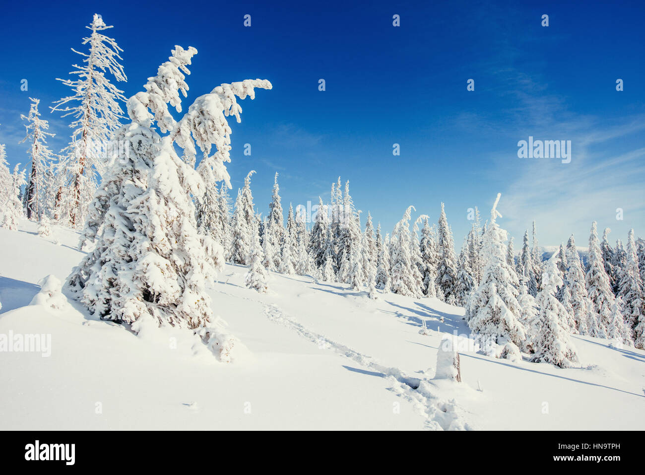 winter landscape trees in frost Stock Photo - Alamy