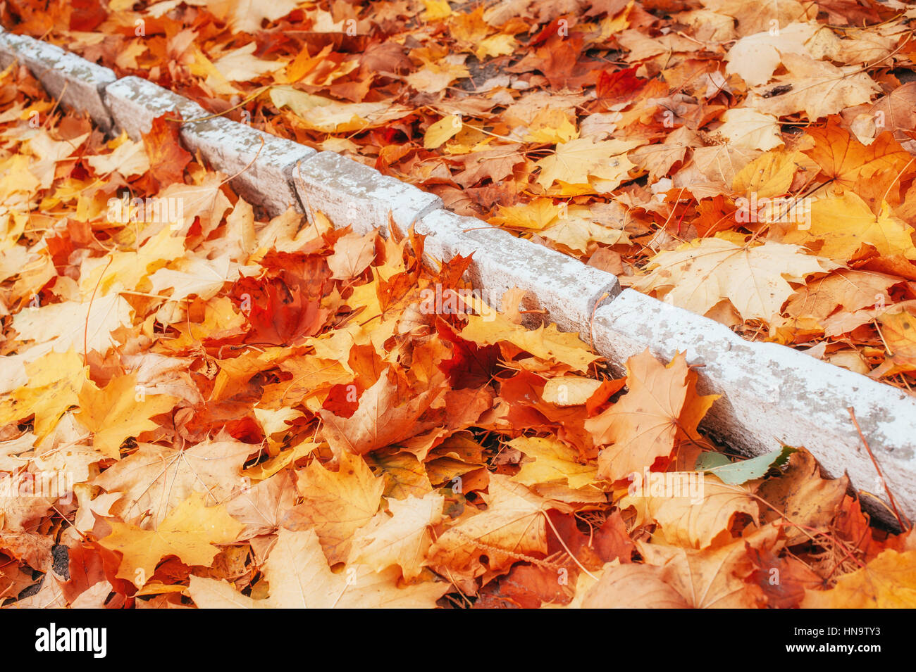 Yellow, orange and red autumn leaves in fall park Stock Photo - Alamy