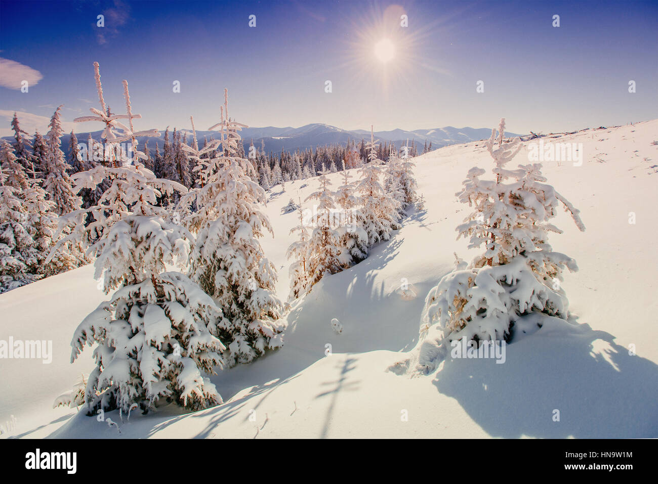 magical winter snow covered tree Stock Photo - Alamy