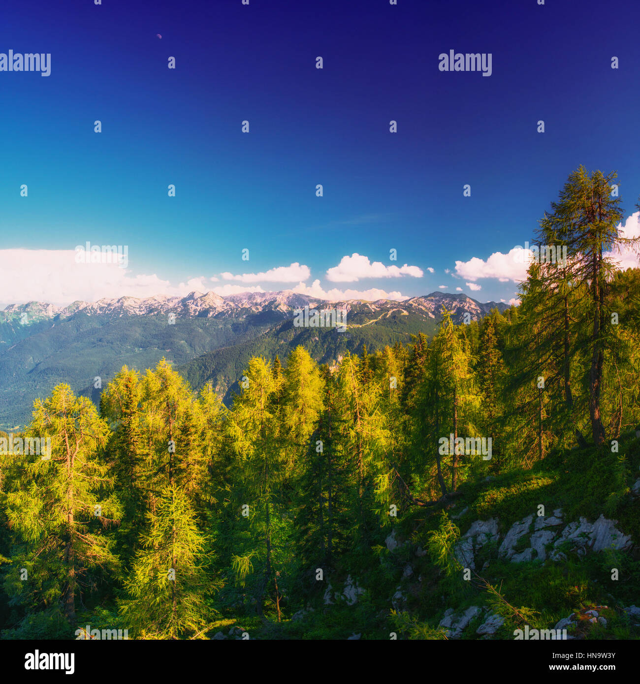 Pine tree forest Stock Photo - Alamy