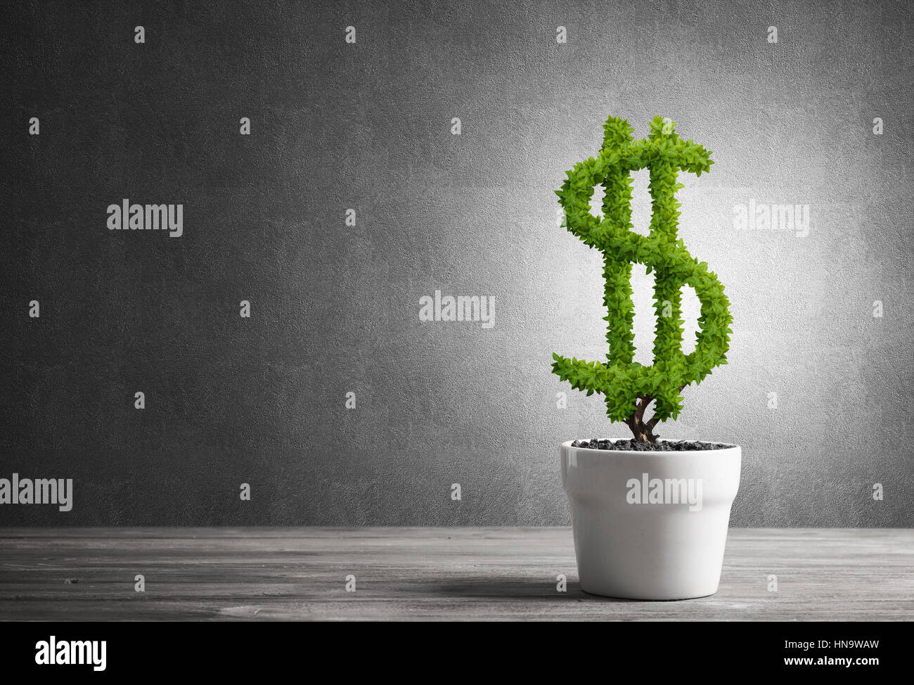 Green dollar tree growing in white pot Stock Photo - Alamy