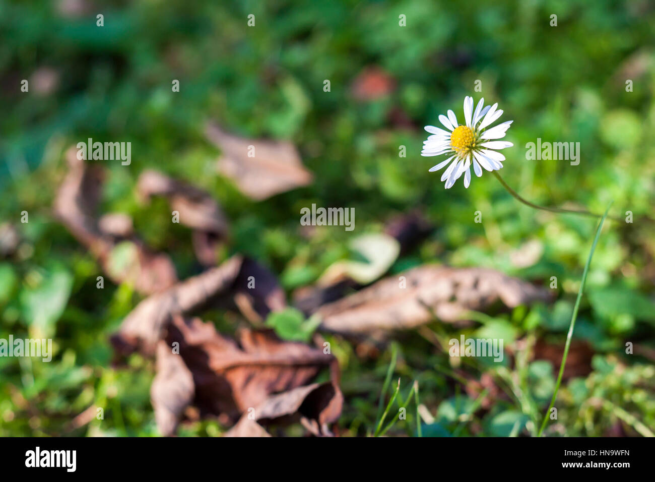 Little white daisy flower in green grass Stock Photo - Alamy