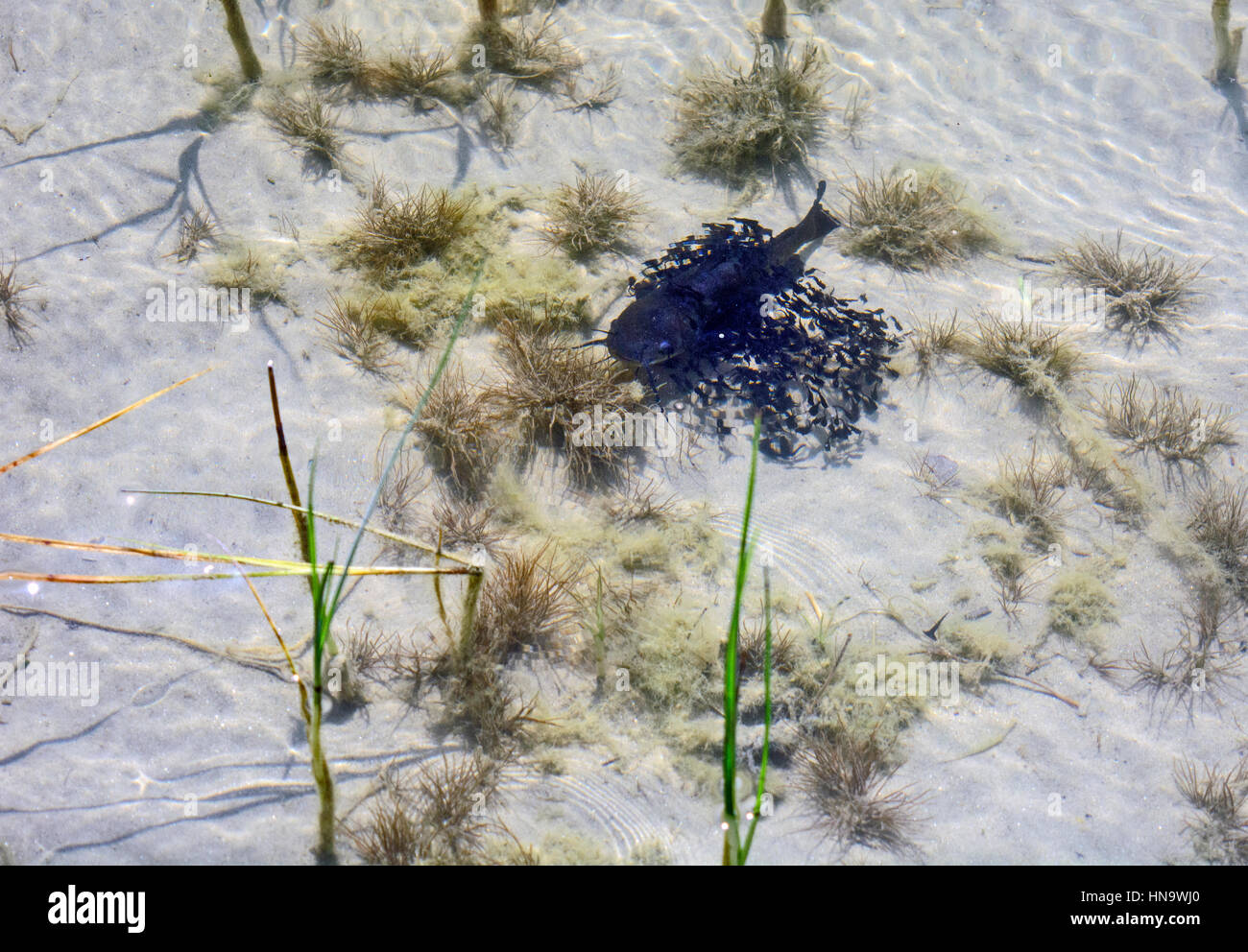 American little catfish in the shallows Stock Photo - Alamy