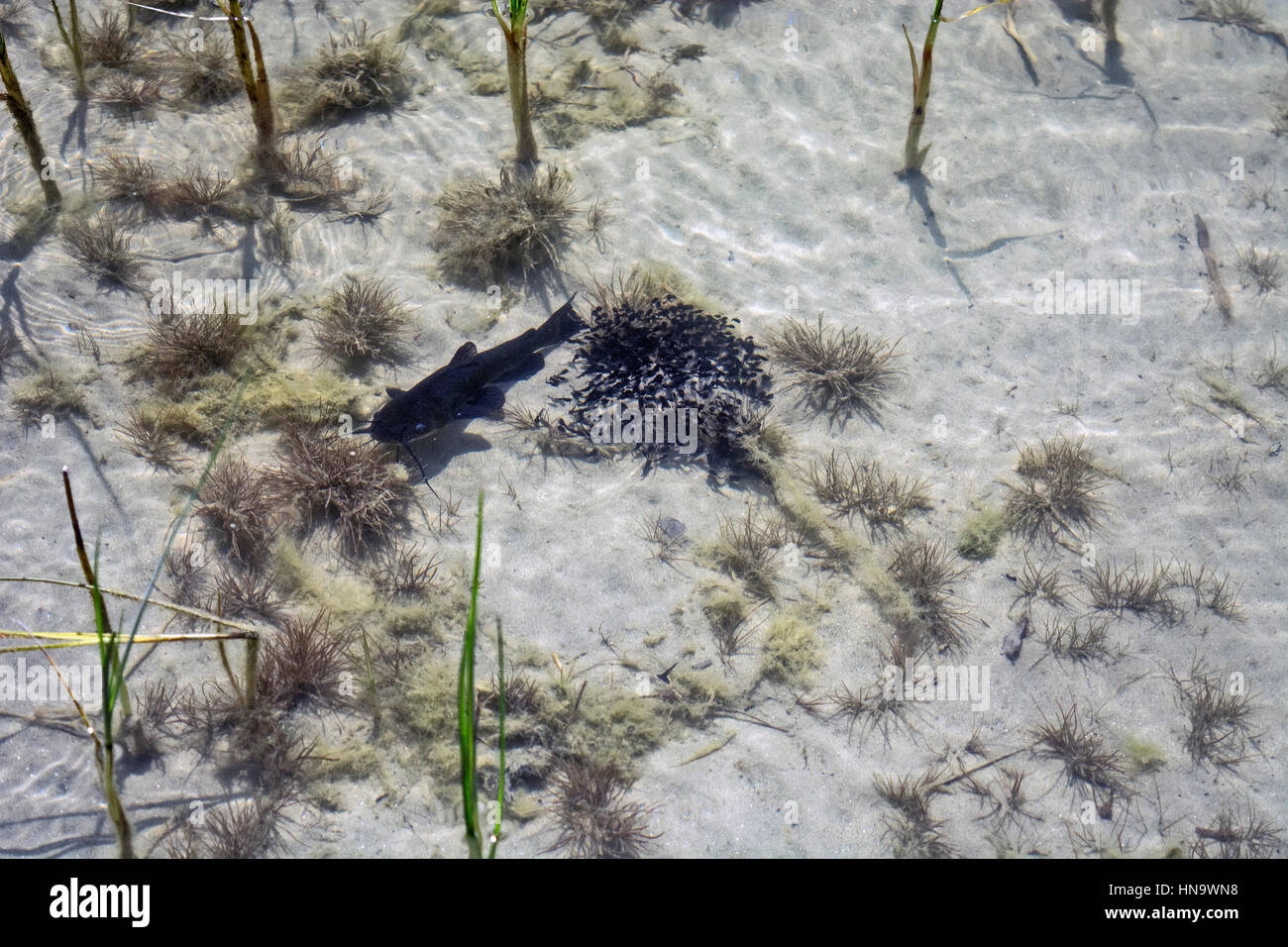 Mother catfish guard and protect young fish from predators Stock Photo ...