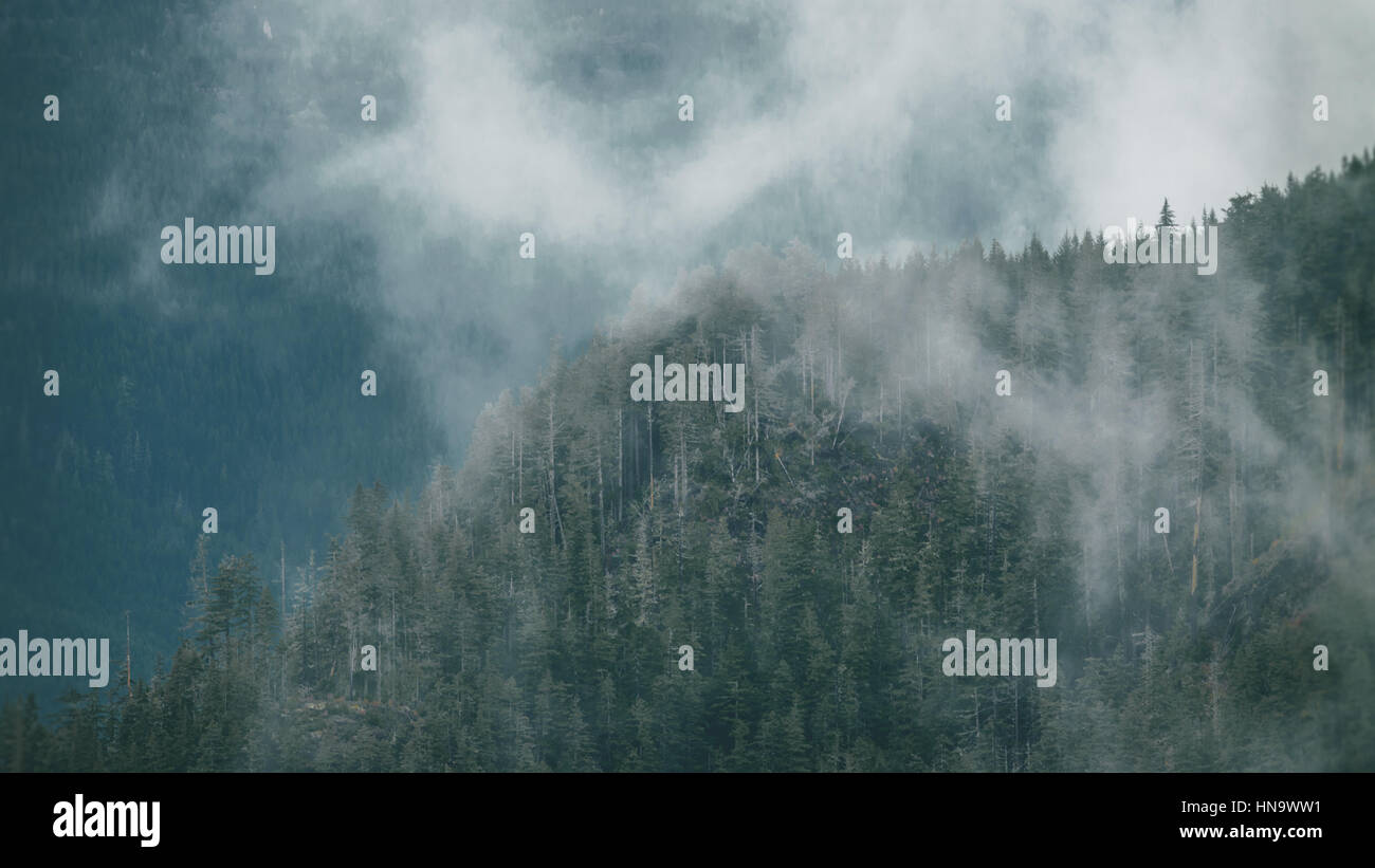 Trees rainforest mist hi-res stock photography and images - Alamy