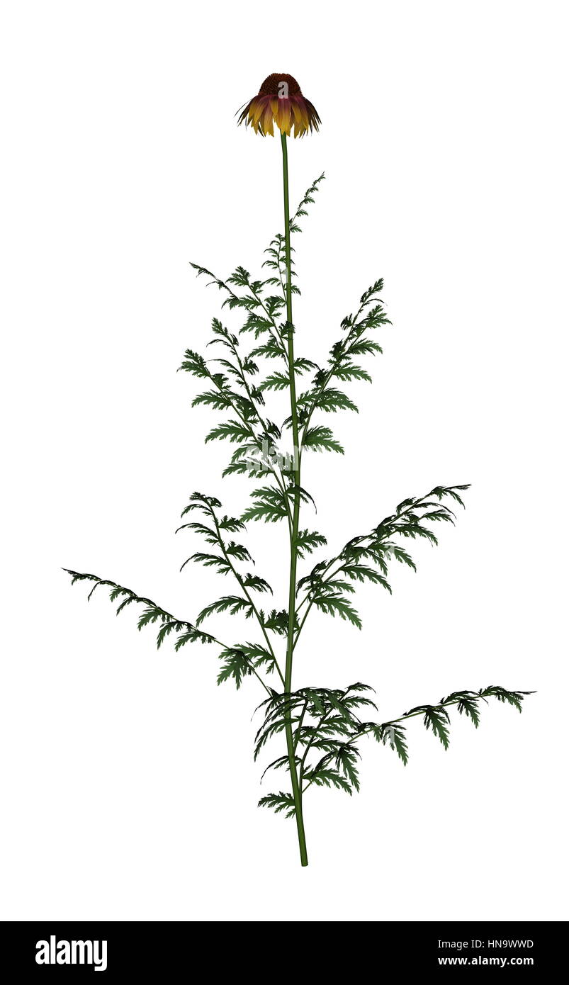Golden daisy isolated in white background - 3D render Stock Photo - Alamy
