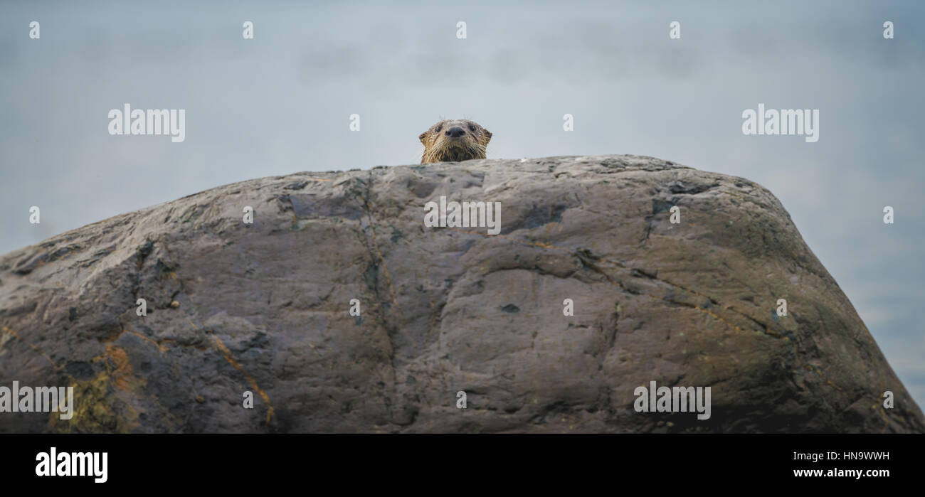 From behind rock hi-res stock photography and images - Alamy