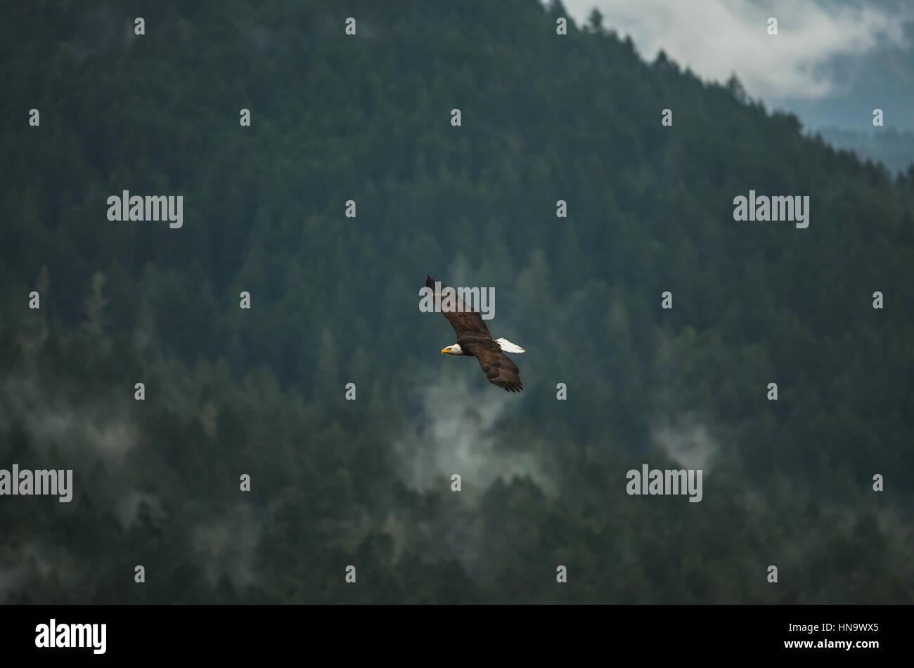 Eagle soaring mountains hi-res stock photography and images - Alamy