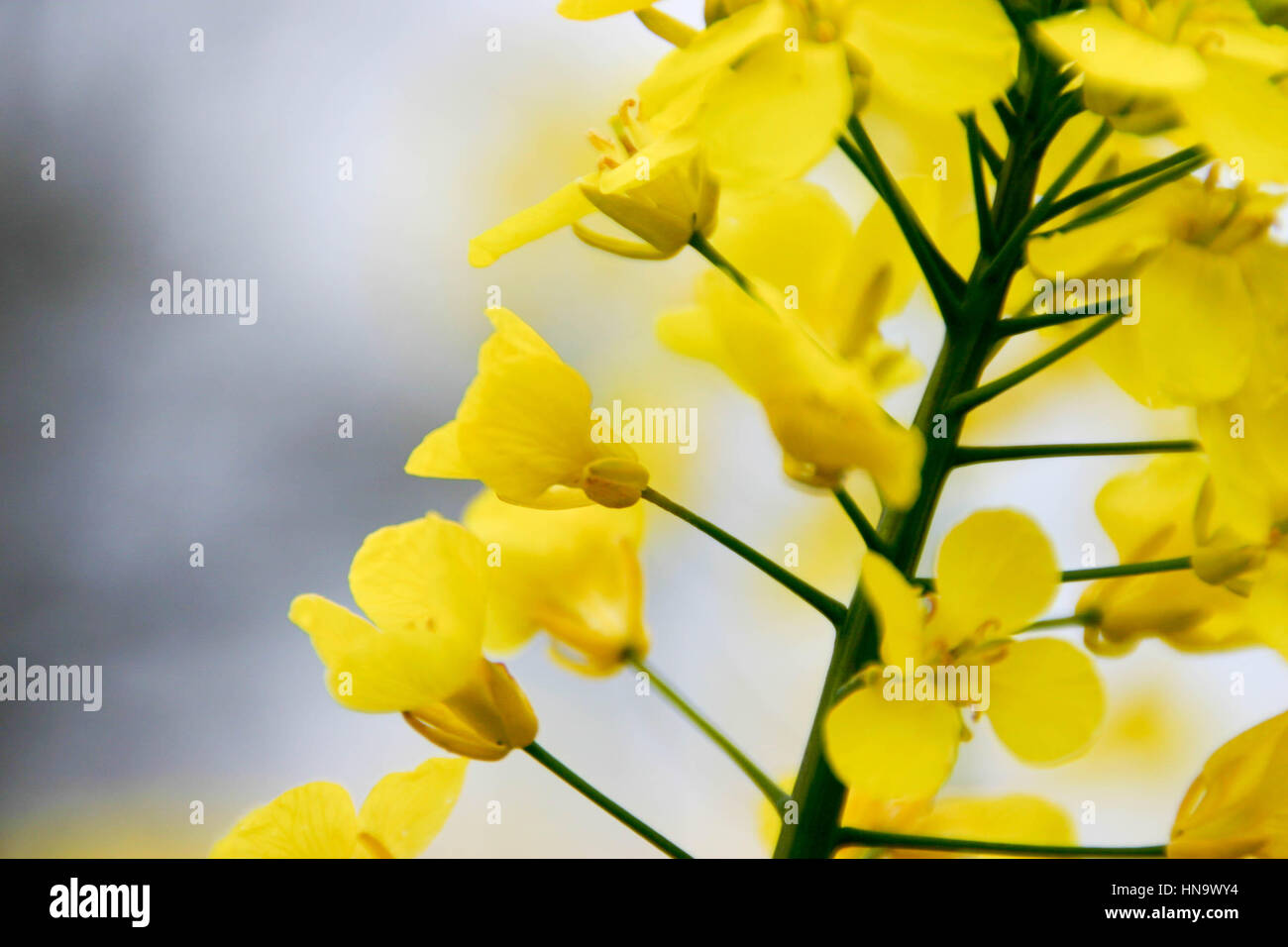 Vibrant yellow Mustard seed flowers Stock Photo - Alamy