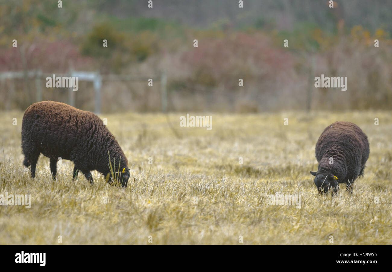 Two thick sheep grazing Stock Photo - Alamy