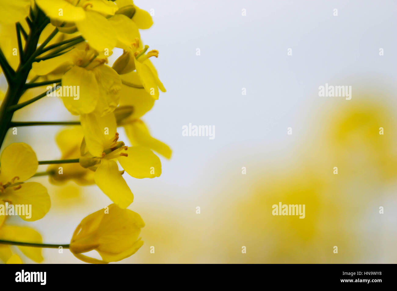 Vibrant yellow Mustard seed flowers Stock Photo - Alamy