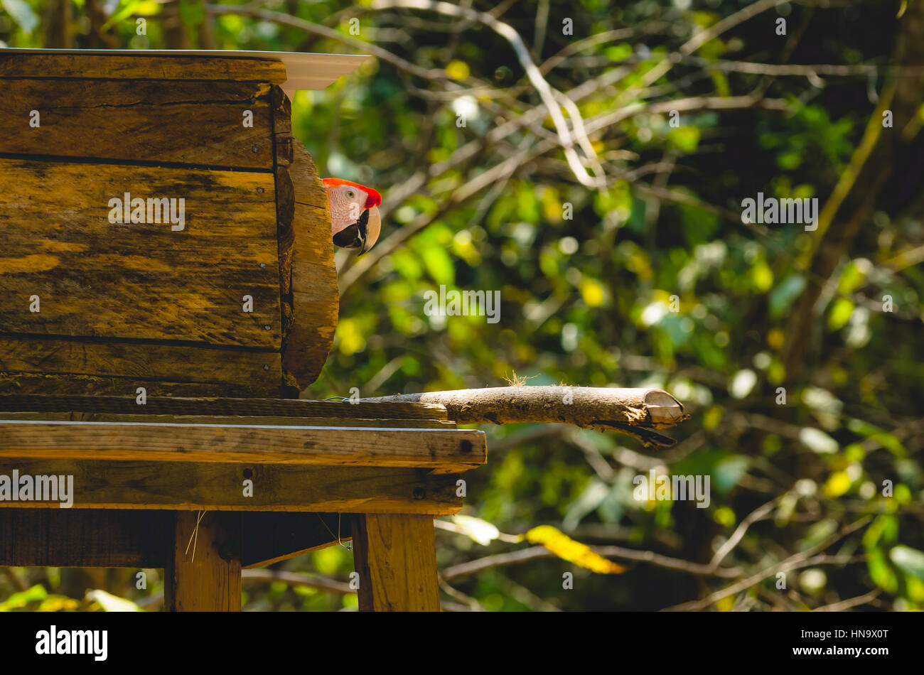 Scarlet macaw nest hi-res stock photography and images - Alamy