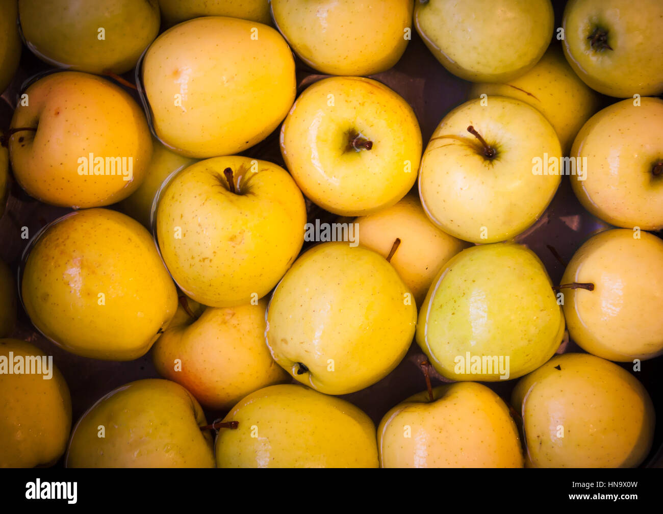 Floating Apples #1 - Golden Delicious apples floating in a tank having ...
