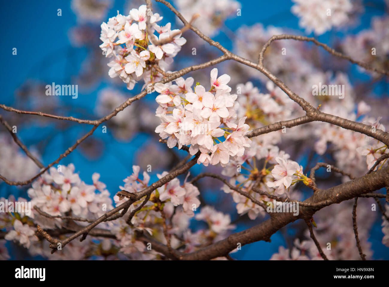 WASHINGTON, DC - MARCH 27: Japanese Cherry Blossoms are in full bloom ...