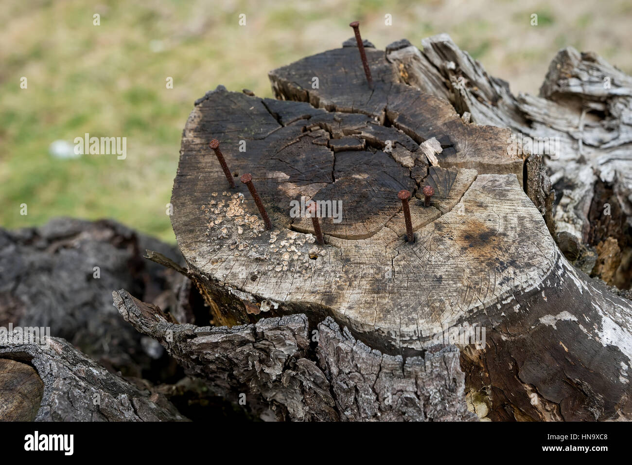 Trunks of oak with nails turned into flower pots Stock Photo - Alamy