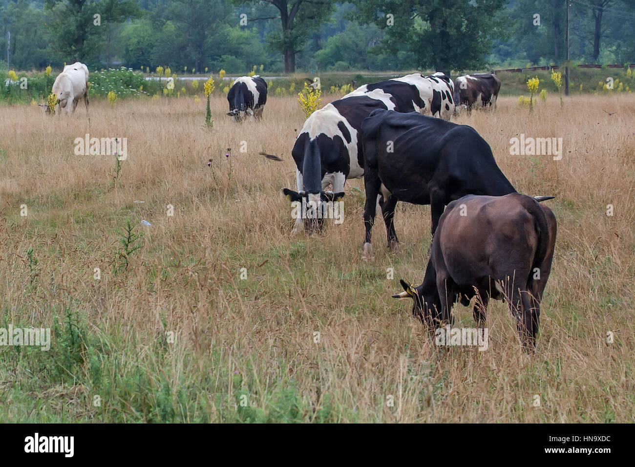 Cow in the meadow in the mist on the grass covered with dew Stock Photo ...