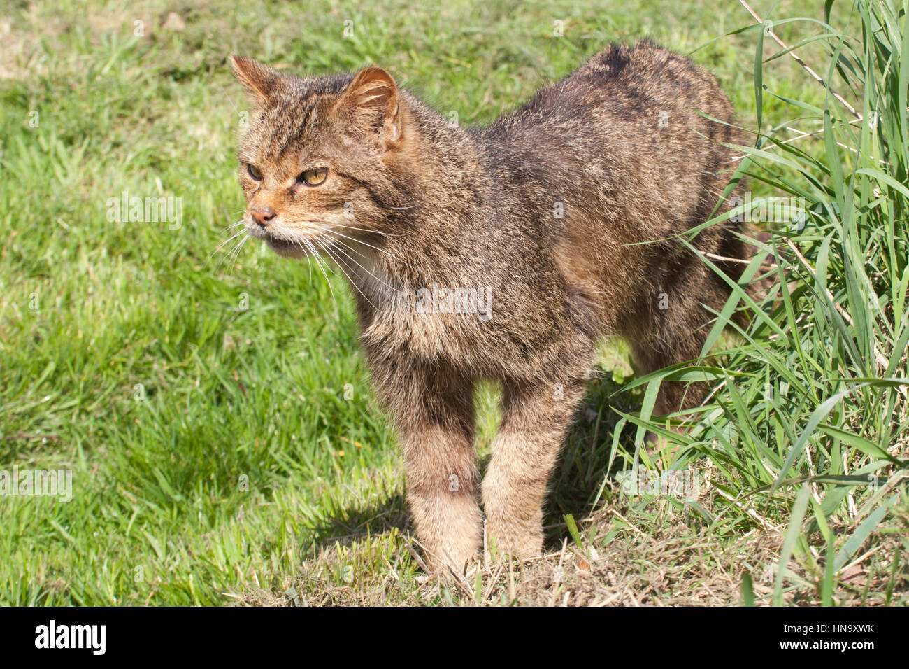 European Wild Cat (Felis silvestris Stock Photo - Alamy