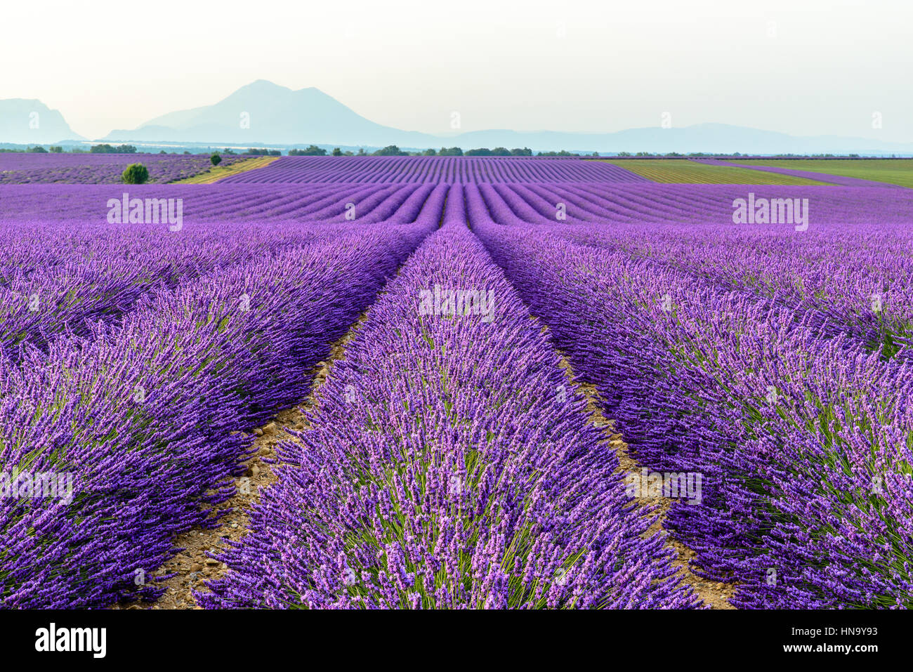 lilac lavender fields surrounded by mountains, Provence Stock Photo - Alamy
